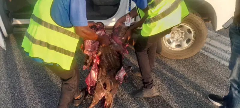 Air Peace Aircraft Strikes Antelope In Abuja - TheNewsGiant